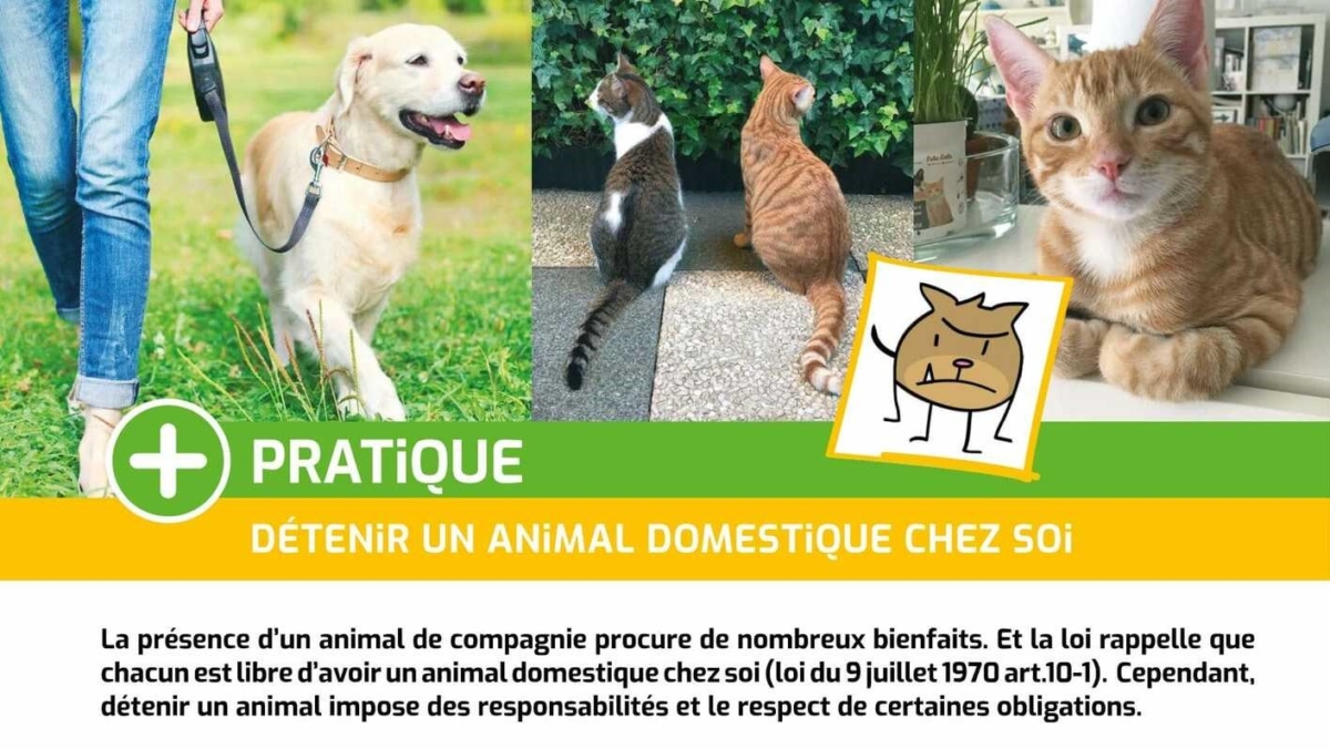 + PRATIQUE : Détenir un animal domestique dans votre logement AB ...